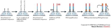 Microarray Technology Beyond Transcript Profiling And Genotype Analysis Nature Reviews Genetics