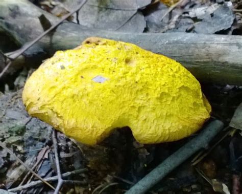 Грибы в Красной книге России список с фотографиями Грибы собираем готовим едим Дзен