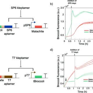 Bistability Of RNA Based Toggle Switch A Both RNA Circuits Presented Download Scientific