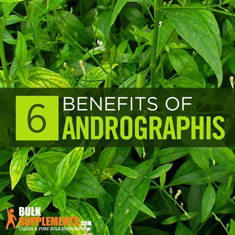 Andrographis Paniculata Benefits Side Effects And Dosage