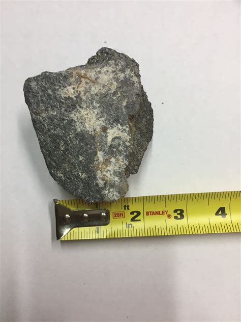 Fossilized Turtle Shell Fossil ID The Fossil Forum