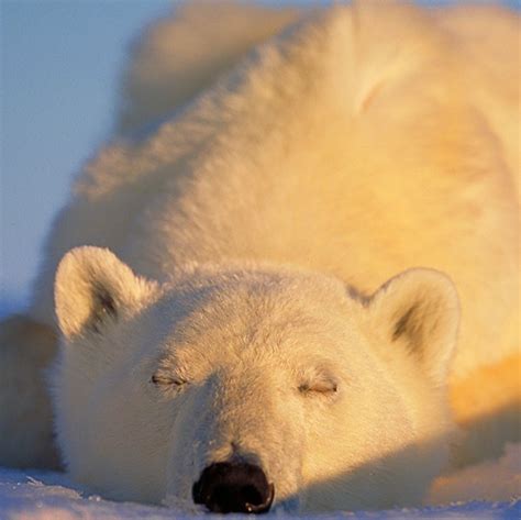 哔哩哔哩bilibili 哔哩哔哩bilibili