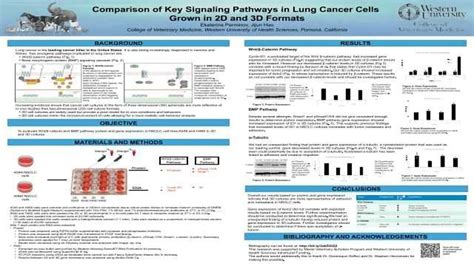 Comparison Of Key Signaling Pathways In Lung Cancer Cells Grown In 2d