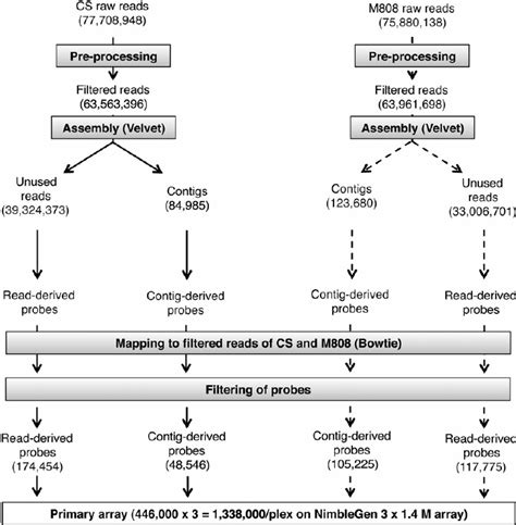 Schematic Of Primary Array Development Raw Reads Obtained From Download Scientific Diagram