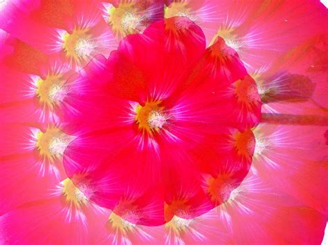 ლამაზი ყვავილები