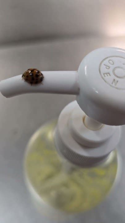 벌써무당벌레가평생보기힘든장면스크린두번터치 Youtube