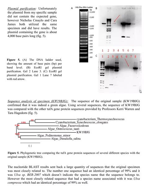 Algae Lab Report Pdf