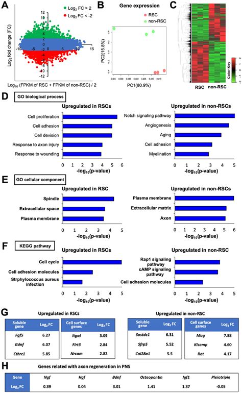 Transcriptome Analysis Of Rscs And Non Rscs A Ma Plot Analysis For