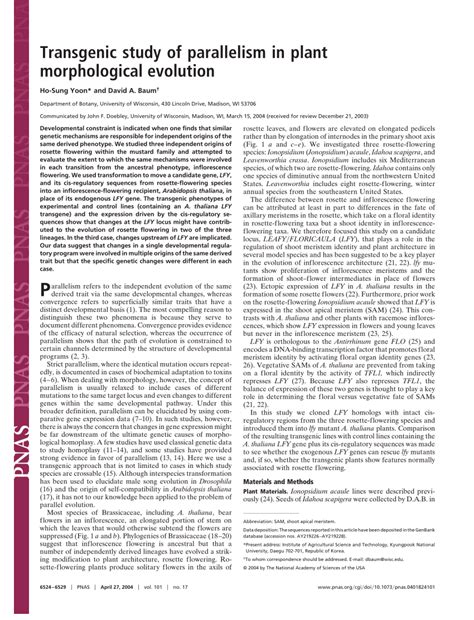 Pdf Transgenic Study Of Parallelism In Plant Morphological Evolution