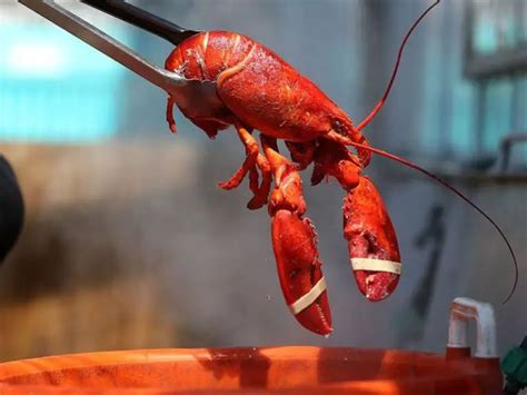 Lobsters Feel Pain: Why Boiling Them Alive Is Now Illegal In These ...