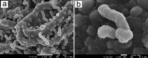 Sem Micrographs Of Pd Ni Mwcnt Film Surface A B Sei Download