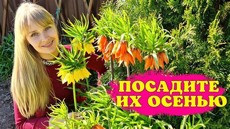 Какие ЦВЕТЫ ПОСАДИТЬ ОСЕНЬЮ ОБЗОР лучших МНОГОЛЕТНИКОВ Youtube