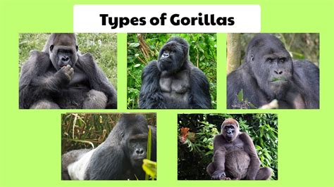 7 Types Of Gorillas Pictures And Identification