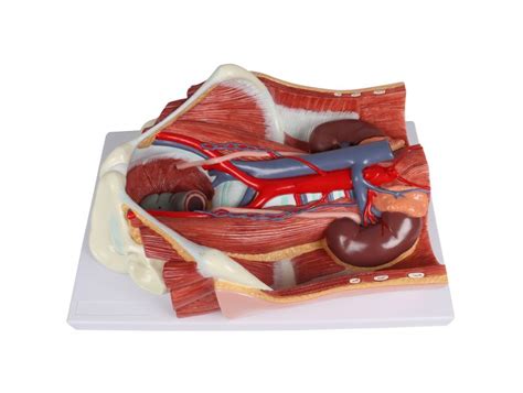 Urinary System Dual Sex 6 Part K569