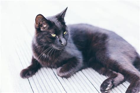 can kittens have catnip 2025