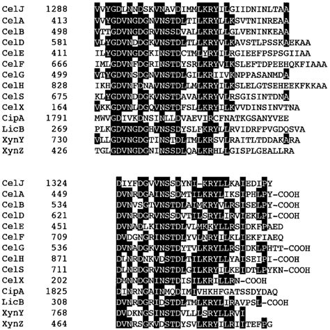 Alignment Of Docking Domains Of Celj Cela Celb Celd Cele Celf