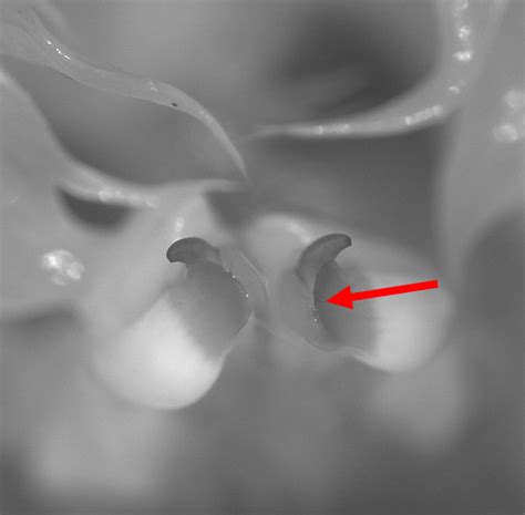 Guide To Photographing Procambarus Simulans And P Curdi For