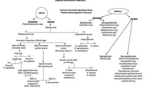 Gram Negative Diplococci Flow Chart