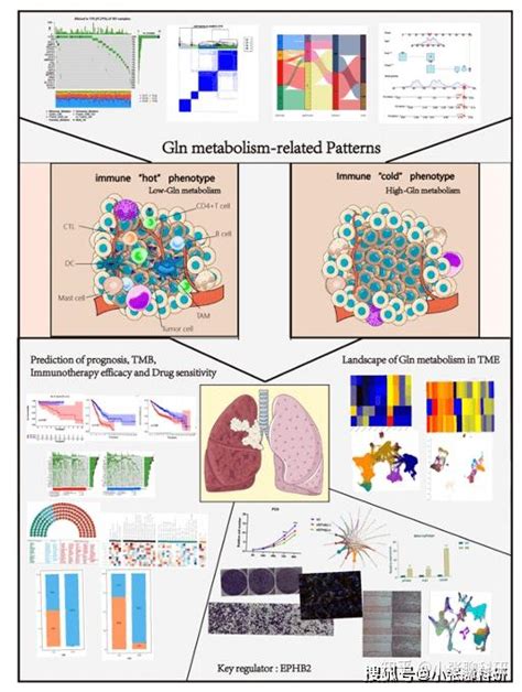 文献详解丨温故知新 谷氨酰胺代谢的实践案列 知乎