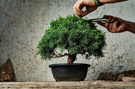 How To Trim A Bonsai Tree Garden Tools And Accents