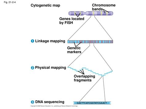 Genomes And Their Evolution Ppt Download