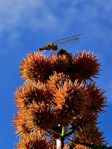 20240921165017 John Midgett Flickr