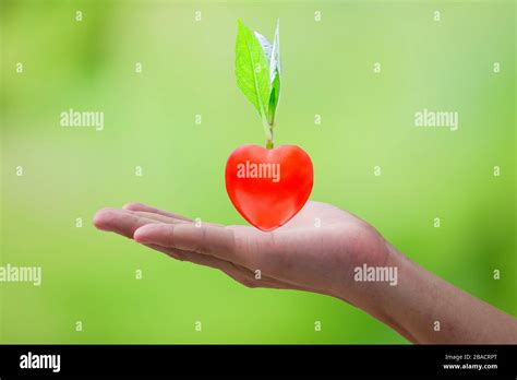 Small Tree With Heart Shaped Roots Rests On The Hands Of Men In The Concept Of Love Tree And