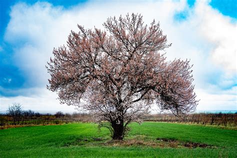 კახეთის მხარე კახეთის მხარე Added A New Photo