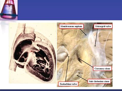 Anatomy Of Cardiac Conduction System Ppt