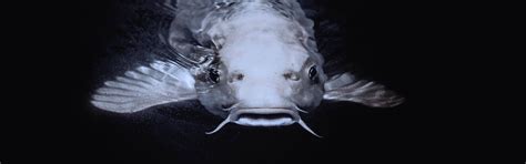 Cosmosflower Geometry Is Everywhere Hypotenuse Helps You Find It