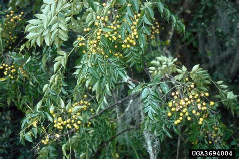 Chinaberry Tree Poisonous For Dogs