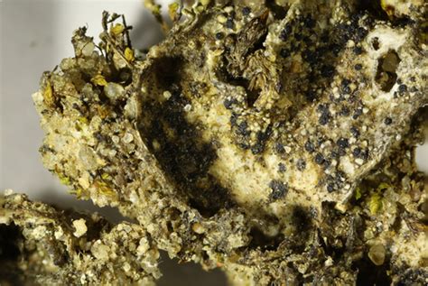 Genus Scutula INaturalist