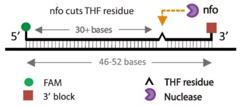 Exploring The Advances And Applications Of Recombinase