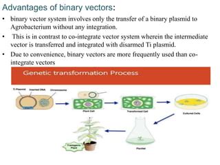 Ti Plasmid Derivatives PPTX