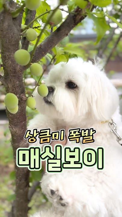 🍃널 깨물어 주고 싶어 초록매실🍏 Youtube