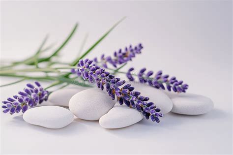 A Minimalistic Display Scene With A White Stones Platform A Podium And A Flower On A White