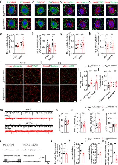 Altered Microcircuits Excitatoryinhibitory Imbalance And Increased Download Scientific