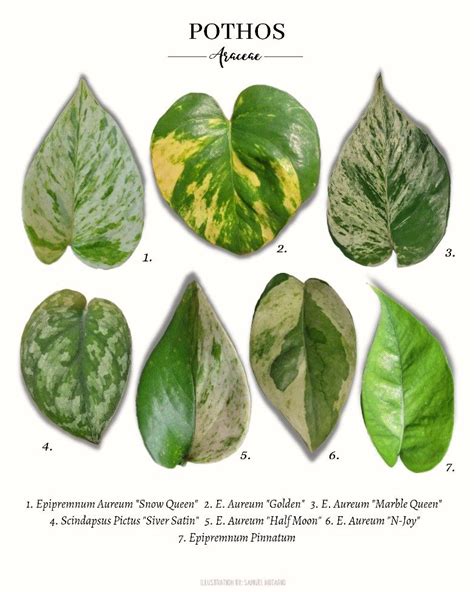 Pothos In 2024 Plant Leaf Identification House Plants Indoor