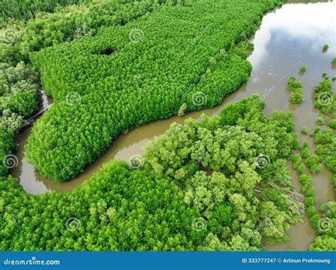 Green Mangrove Forest Capture Carbon Dioxide Net Zero Emissions Mangroves Capture Co2 From