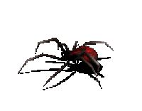Spider S Get The Best On Er Spider S Get The Best On Er
