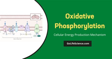 Oxidative Phosphorylation The Cellular Energy Production