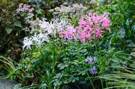 How To Grow Nerines Bbc Gardeners World Magazine