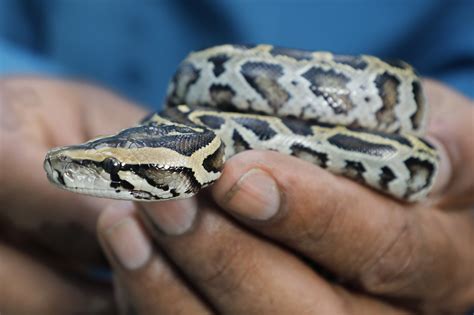 Ball Python Hatchling Ball Python Hatchling