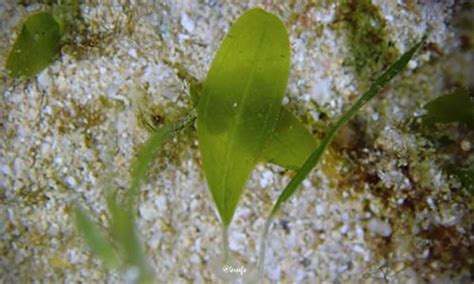 Halophila Decipiens Marine Biodiversity Portal Of Bangladesh