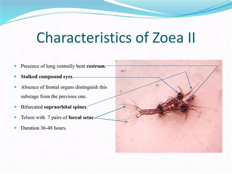 Developmental Stages Of Penaeid Shrimp Pptx