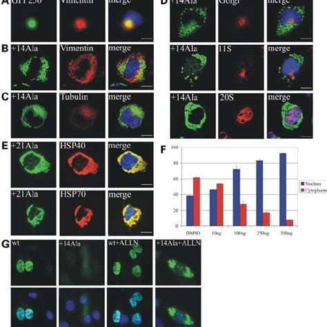 In Vitro Aggregation Of Mutant Hoxd13 Aggregation Of Recombinant
