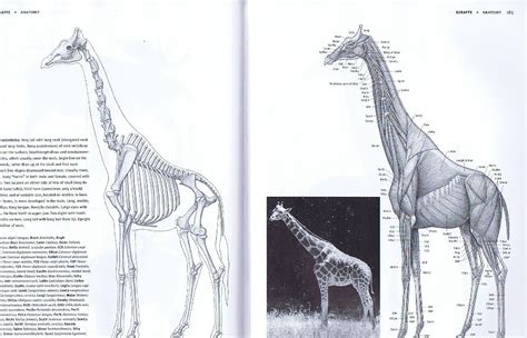 Giraffe Neck Anatomy At Tonya Barnes Blog