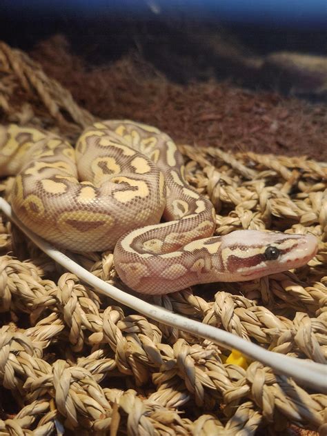 meet sugar r ballpython