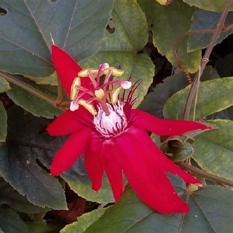 Plantsnap Identify Plants Trees Mushrooms With An App