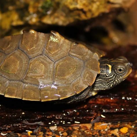 Terrapin Id Ftrescue
